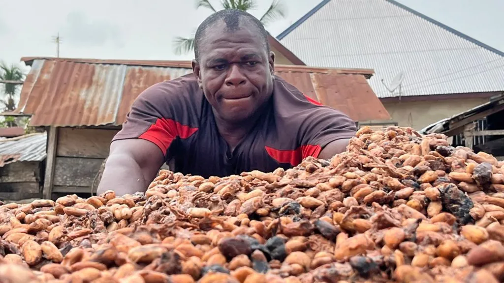 Gov’t Maintains Cocoa Producer Price for 2026 Light Crop Season ...